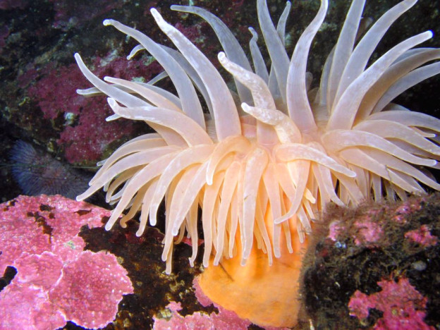 Anemoni di mare